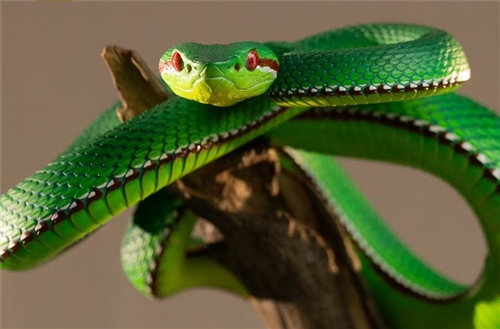 Snake Gorge - Animal museum Trimeresurus gumprechti